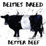 What is a Belted Galloway? - Torfoot Farm Belted Galloways