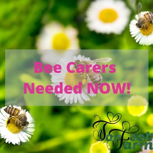 Bee Carers Needed Now – How to get started in Beekeeping. - Torfoot ...