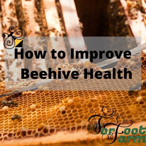 How to Improve the Health of My BeeHive - Torfoot Farm Belted Galloways