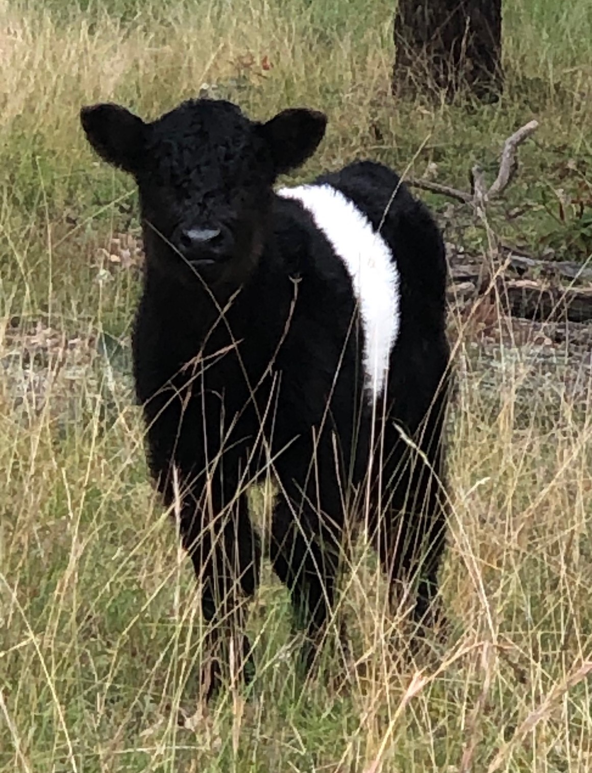 For Sale - Torfoot Farm Belted Galloways