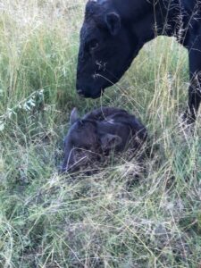 How to Care for New Calves - Torfoot Farm Belted Galloways